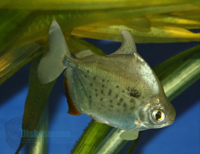 Scheibensalmler & Piranhas